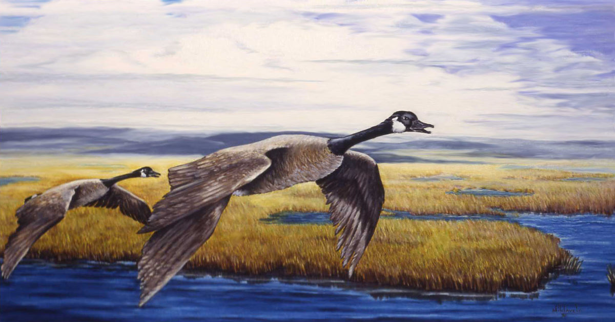 Glide Path- Canadian Geese PRINTS – Art of Nature Dist.