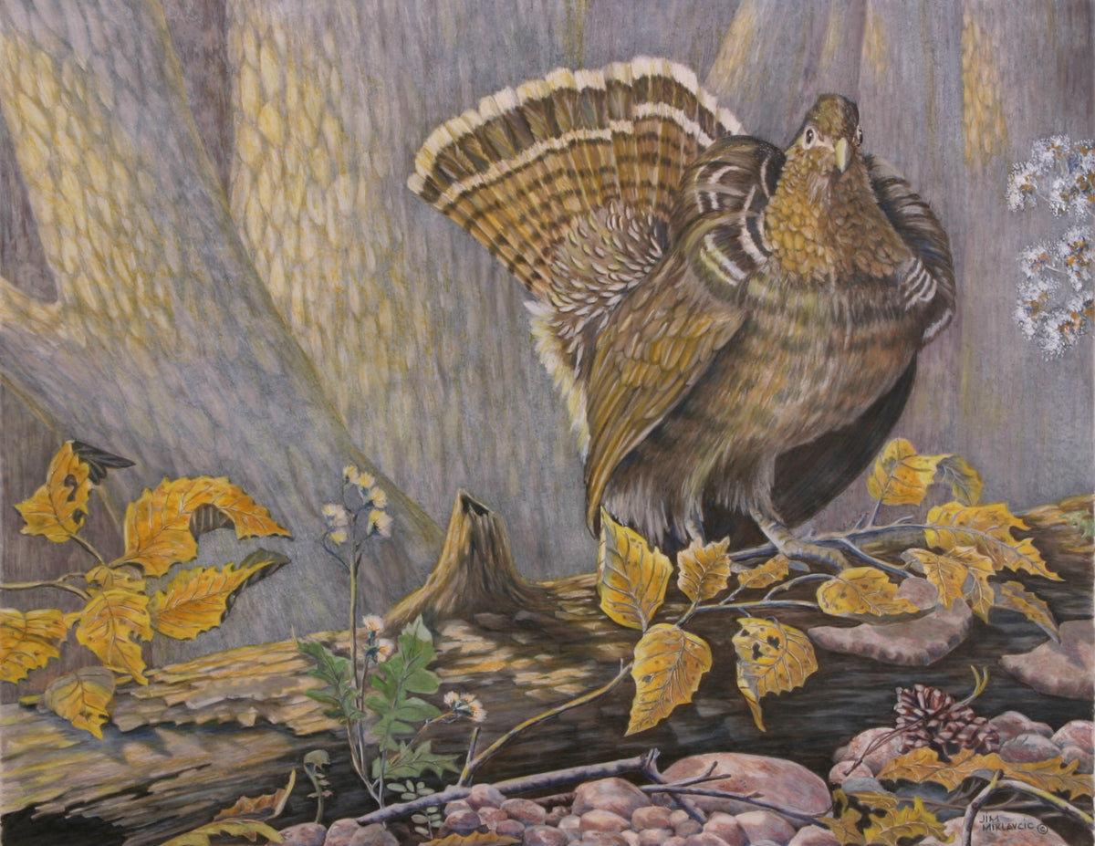 "Autumn Shadows," Ruffed Grouse PRINTS – Art of Nature Dist.