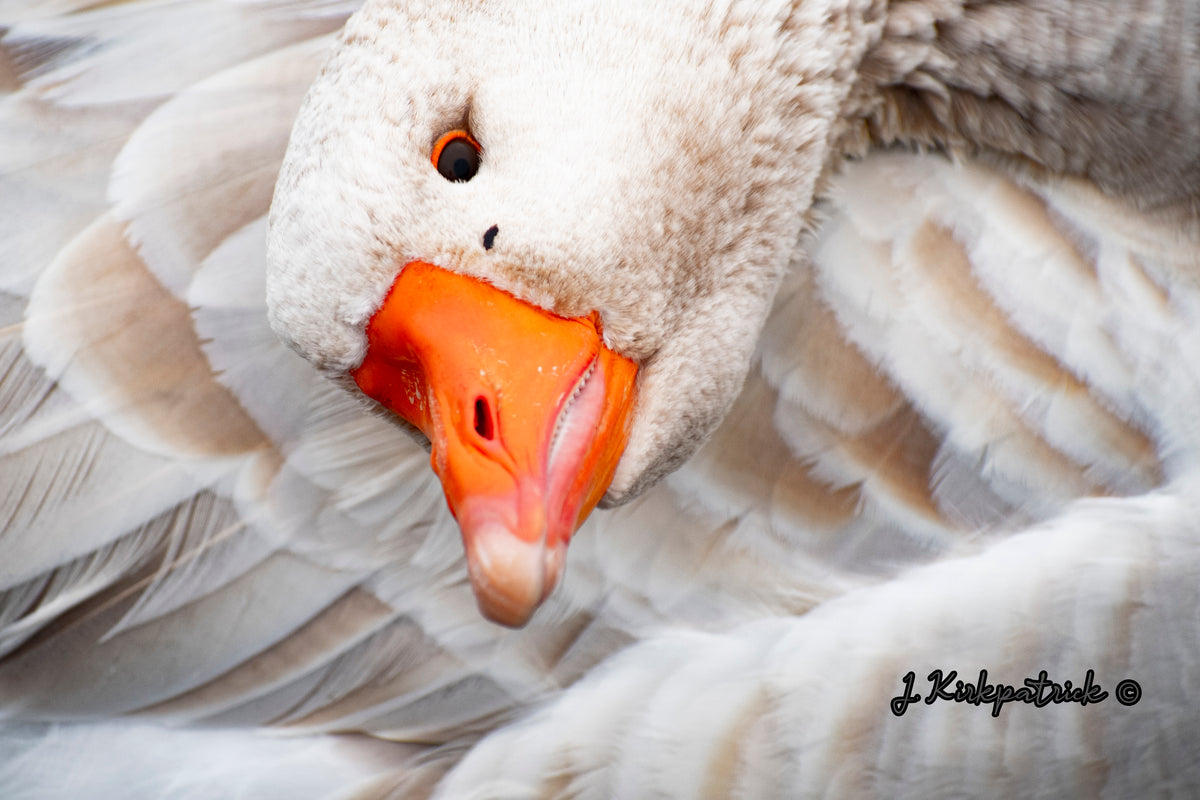 "Hello Goose" – Art of Nature Dist.
